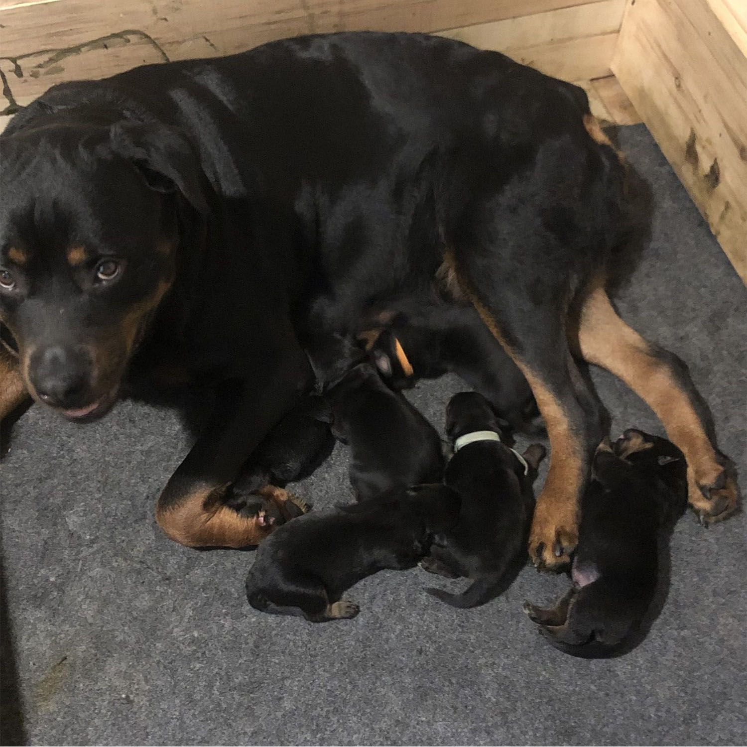 Rossler Rottweilers – Rottweilers of Superior breeding