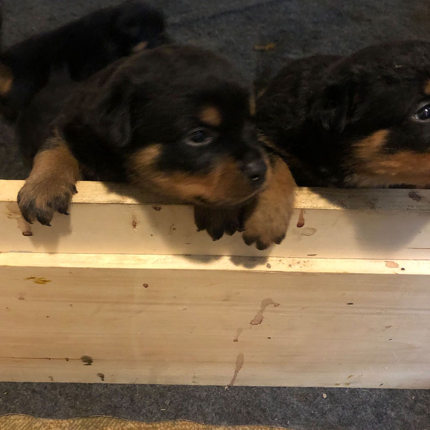 Available Puppies – Rossler Rottweilers