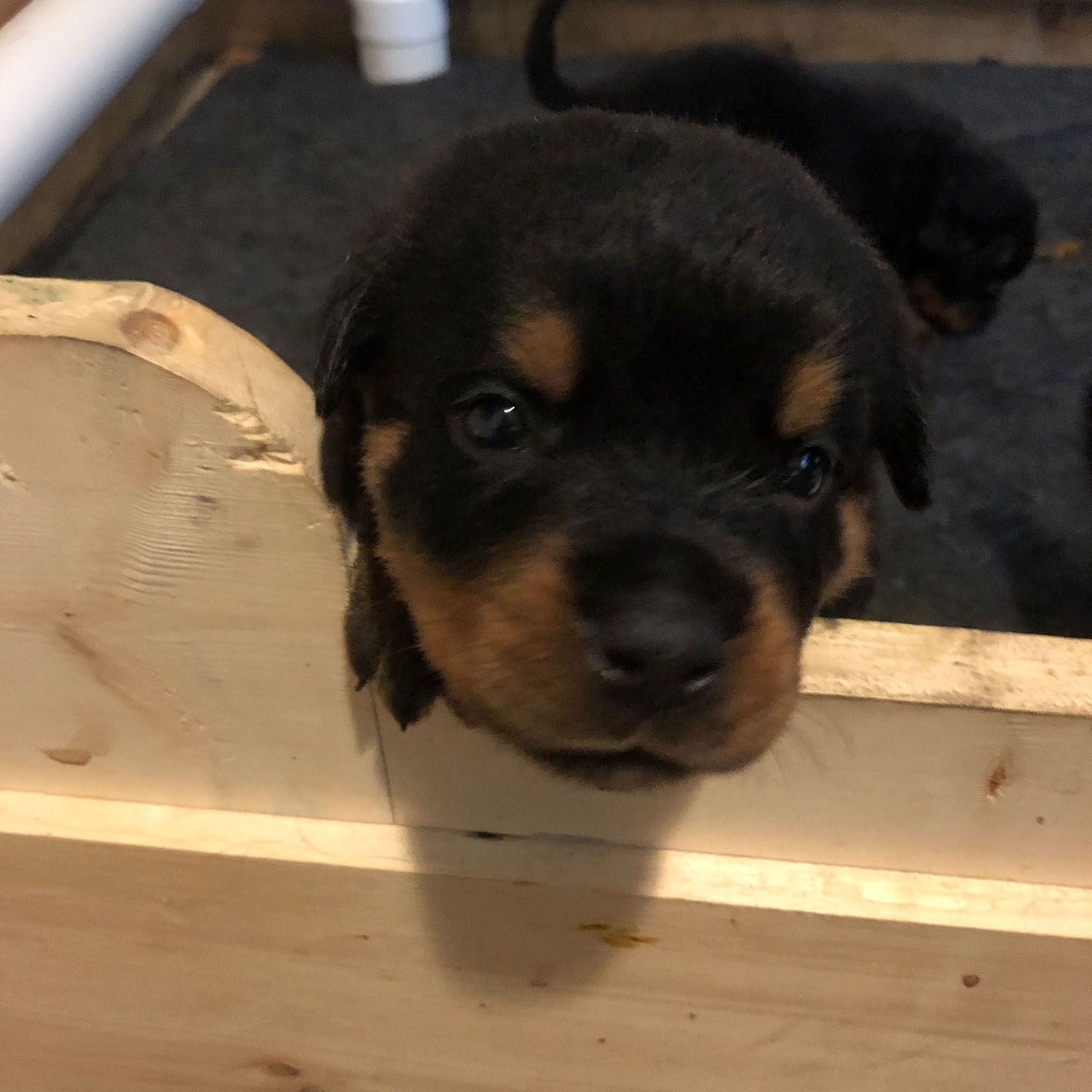 Our Females – Rossler Rottweilers